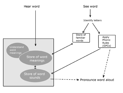 Jelly and Bean | Word recognition diagram
